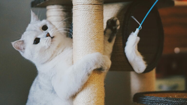 Teaching your cat to use her scratching post - COAPE