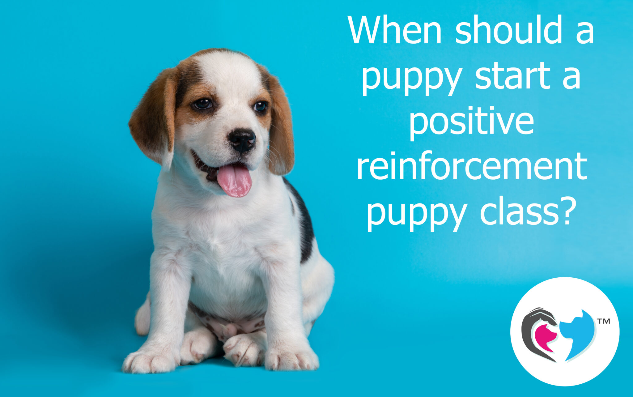 When Should a Puppy Start a Positive Reinforcement Puppy Class? - COAPE