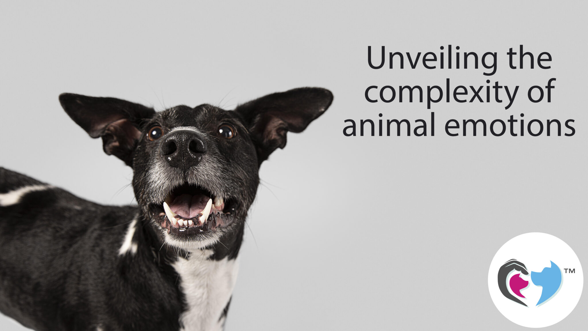 Unveiling the complexity of animal emotions - COAPE