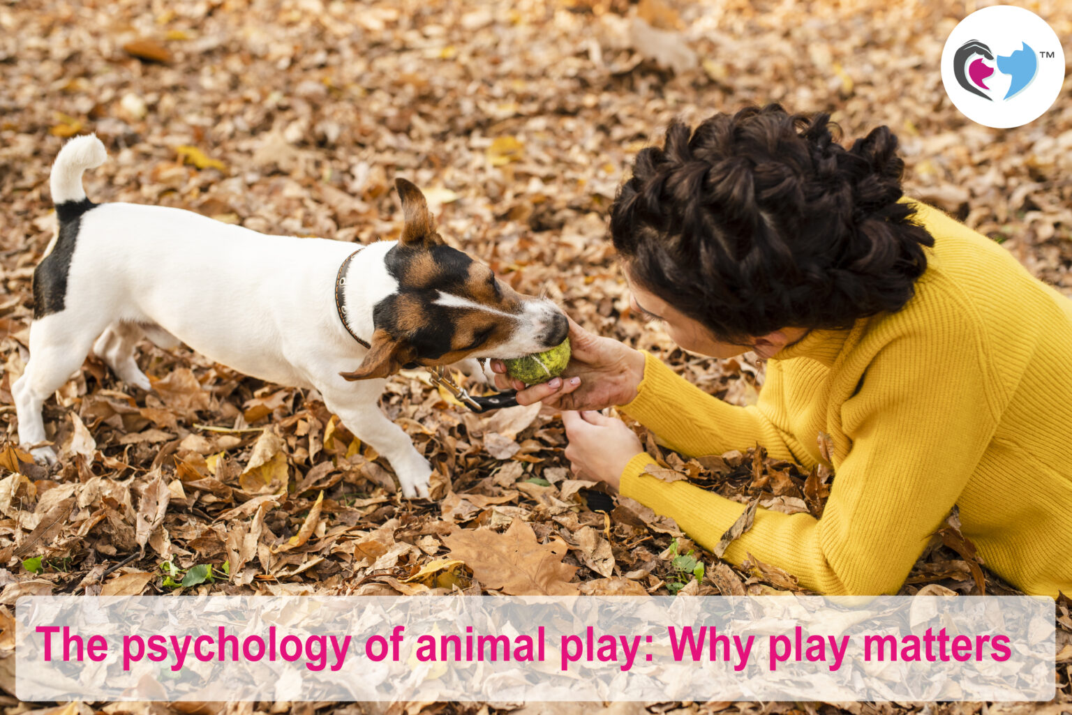 The psychology of animal play: Why play matters. - COAPE