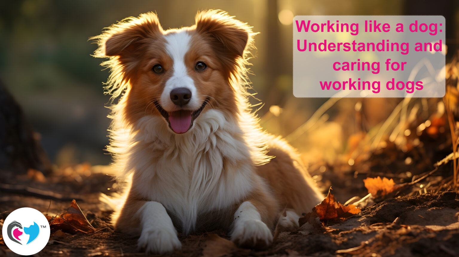 Working like a dog: Understanding and caring for working dogs. - COAPE
