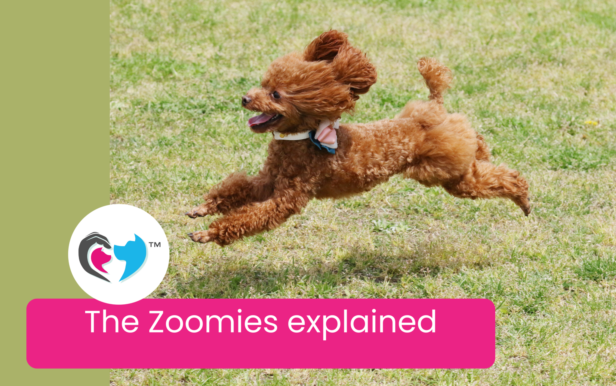 The Zoomies explained - COAPE