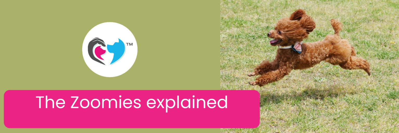 The Zoomies explained - COAPE