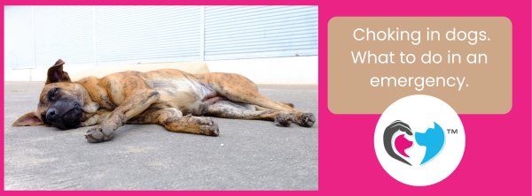 Choking in dog: What to do in an emergecy - COAPE
