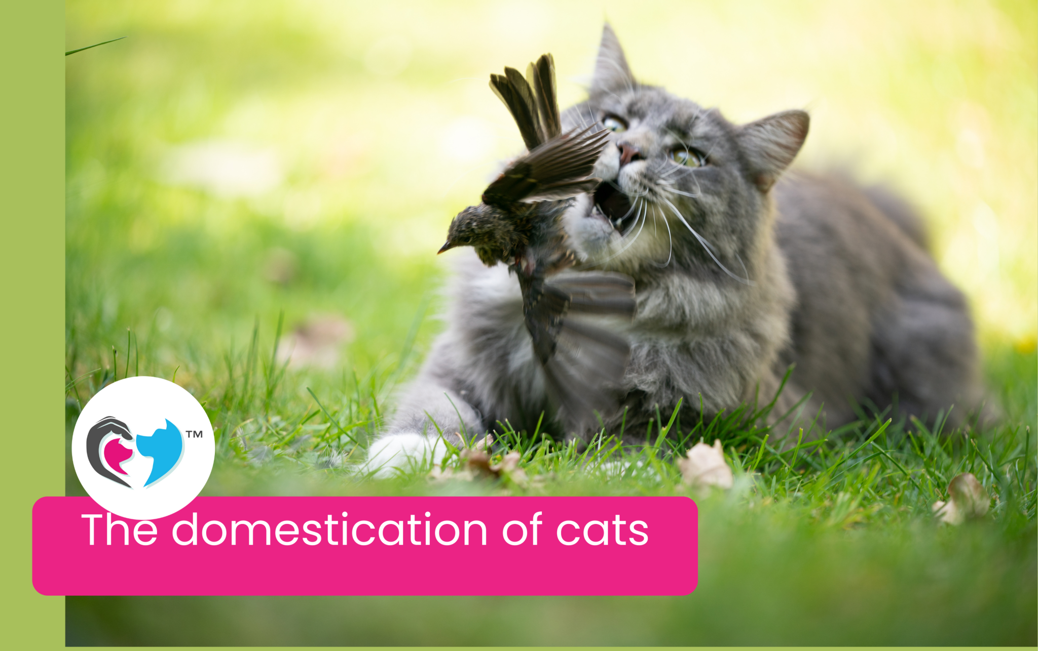 The domestication of cats - COAPE