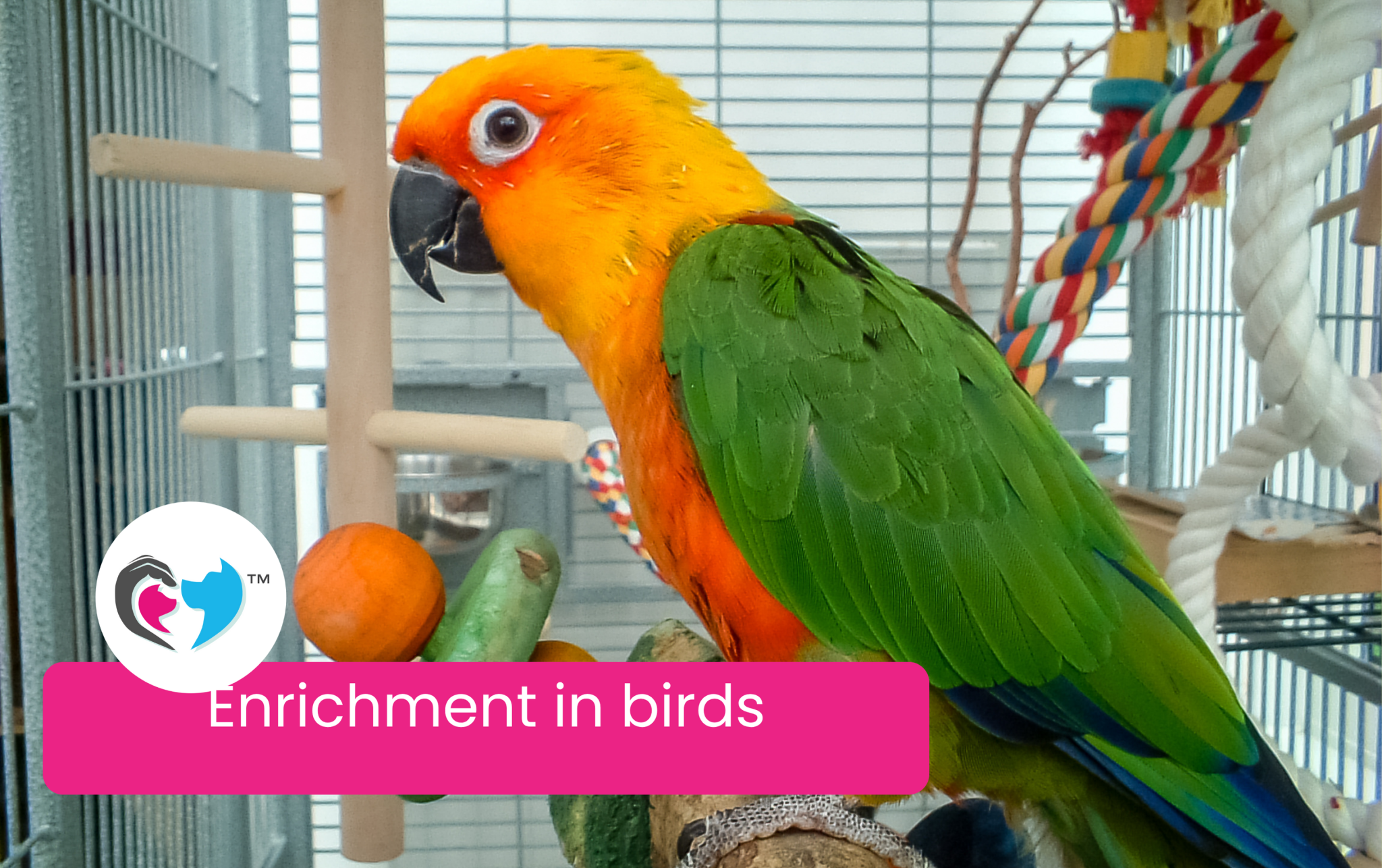 Enrichment in birds - COAPE