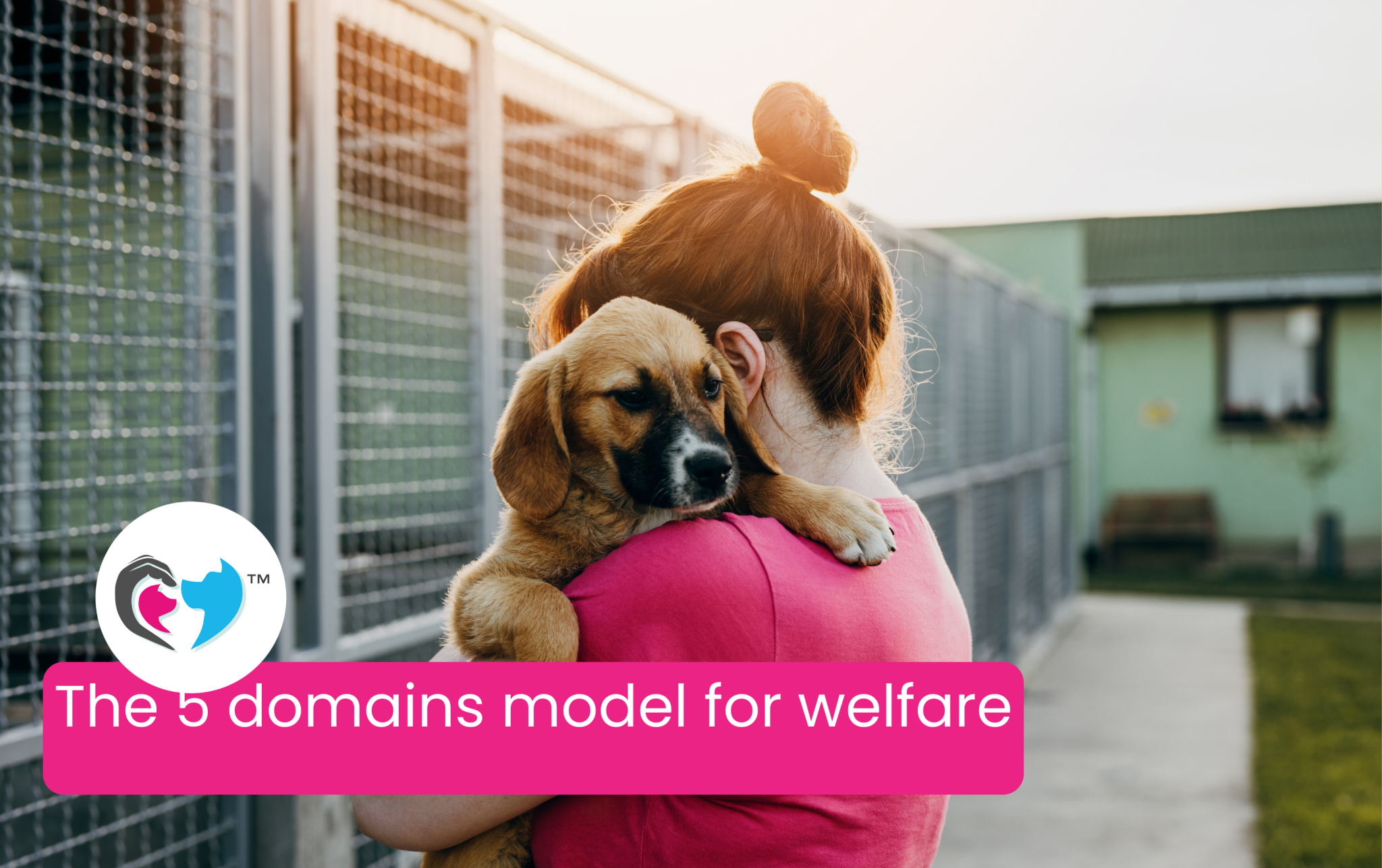 The 5 domains model for welfare - COAPE