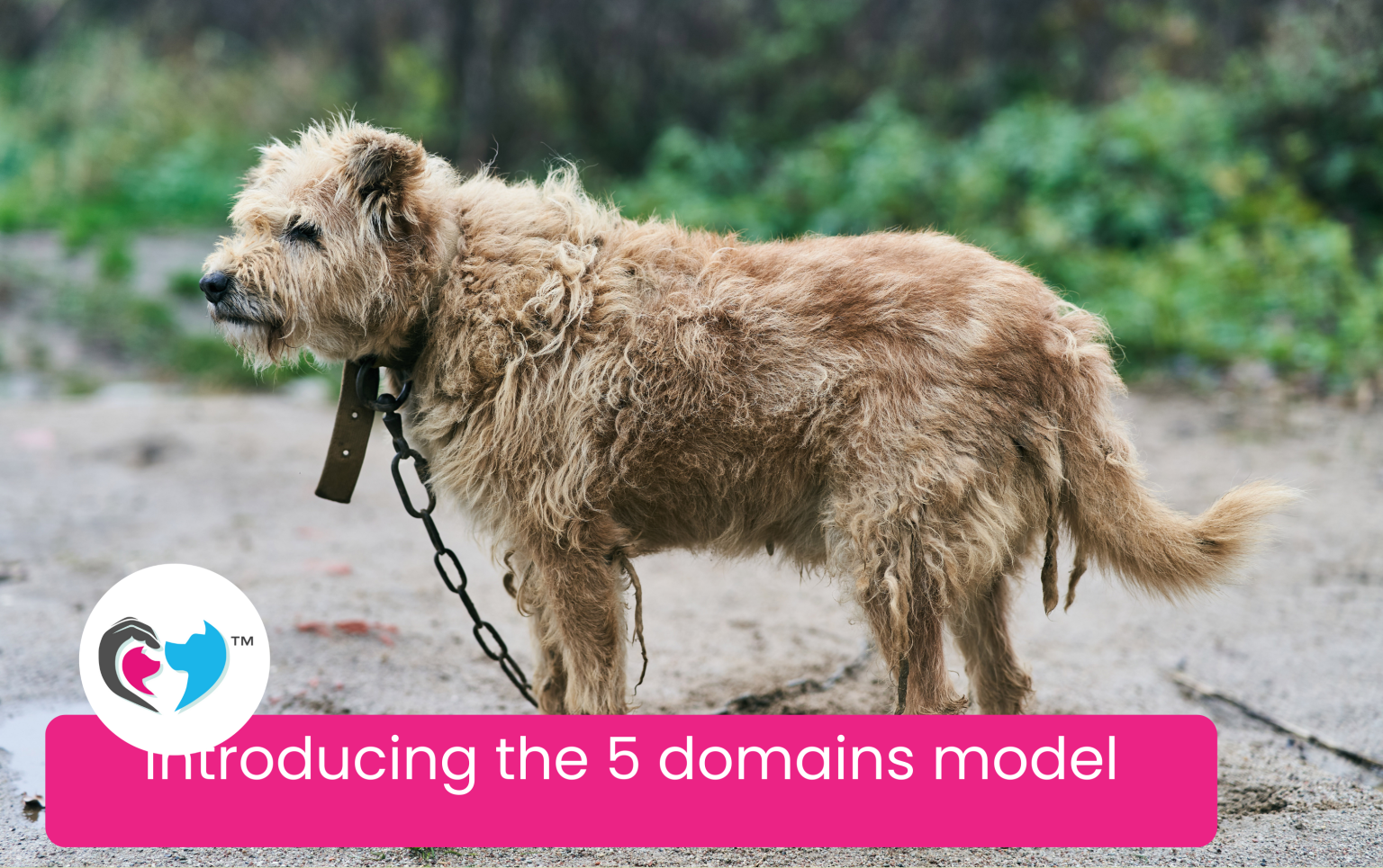 Introducing the 5 domains model - COAPE