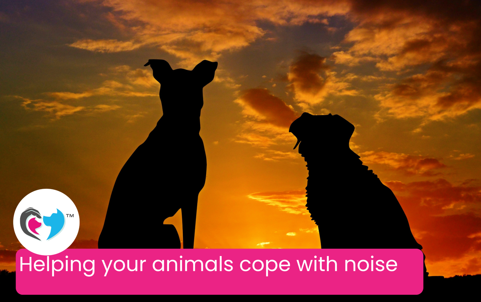 Helping your animals cope with noise - COAPE